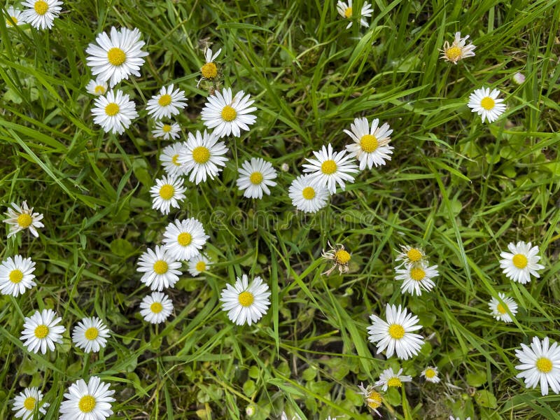Daisies on a Green Meadow in a Spring Time Stock Photo - Image of grass ...