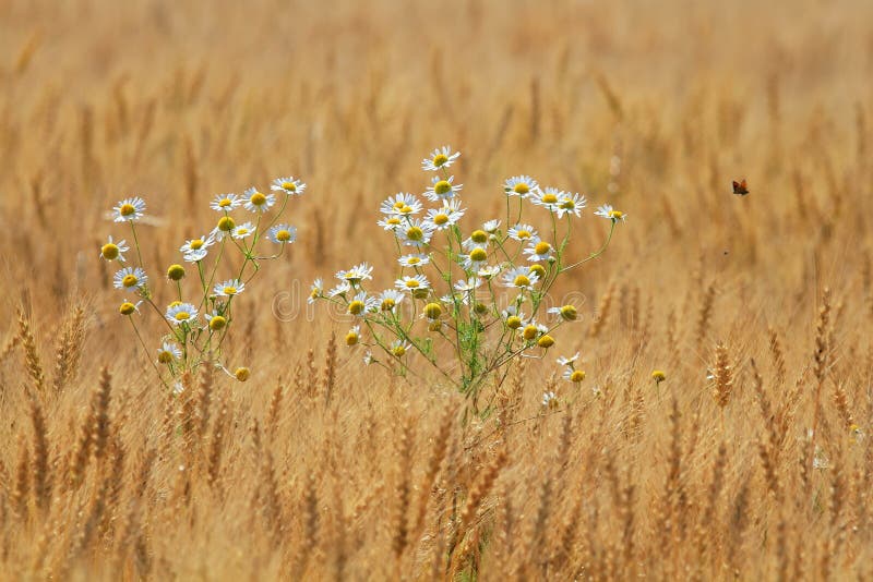 Daisies Growing Wild at the Base of Mount Washington Stock Image ...