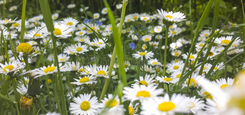 Daisies in lawn in spring stock image. Image of bush - 53644771