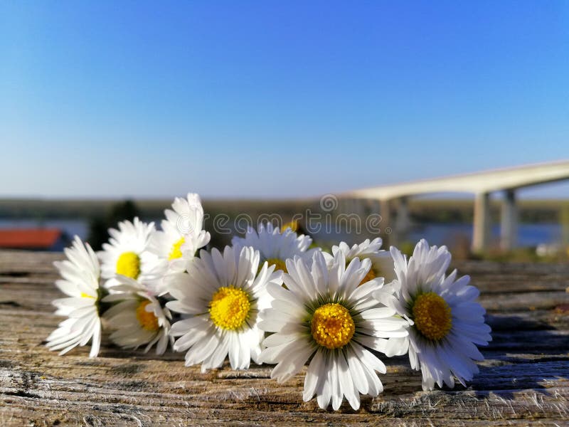 Daisies, look at Danube stock image. Image of daisies - 114214897