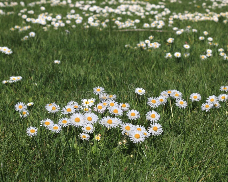 Daisies in meadow. stock image. Image of color, blooming - 55996151