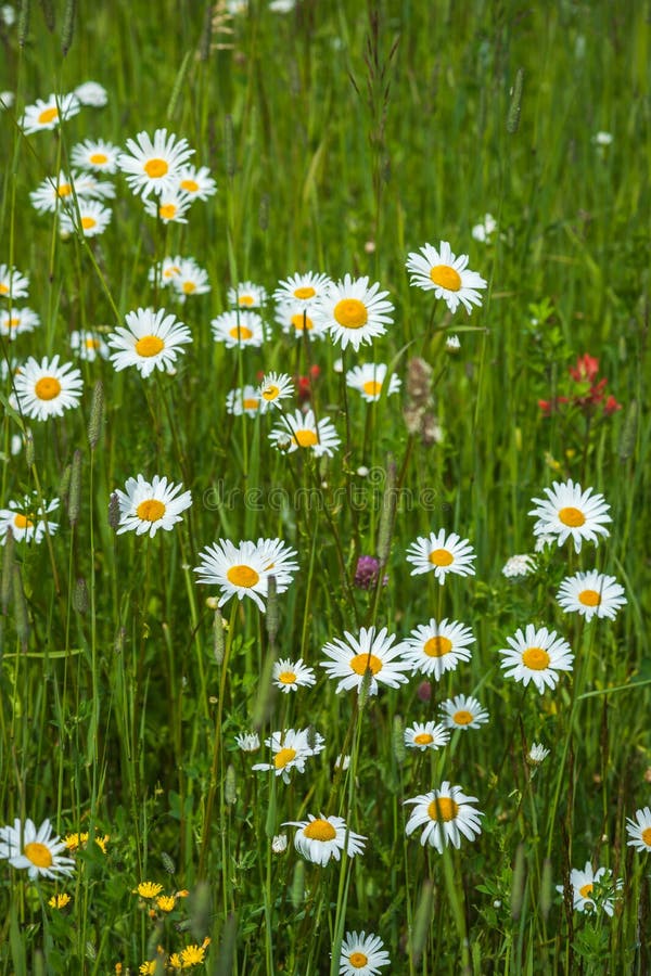 Daisies in the meadow stock photo. Image of herbs, beauty - 95943924