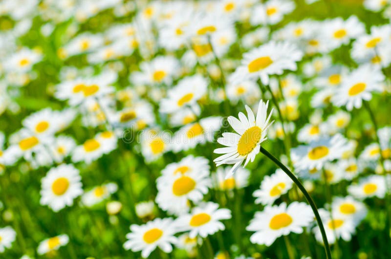 Spring Daisies stock image. Image of garden, seasons - 12776513