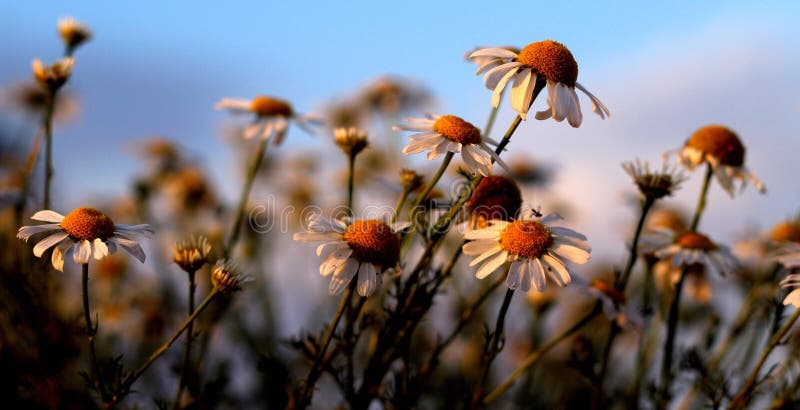 Daisies in the Middle of the Fields Stock Photo - Image of greenery ...