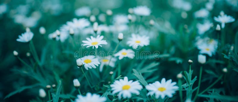 Daisies stock image. Image of fresh, white, mountainwinter - 49528927