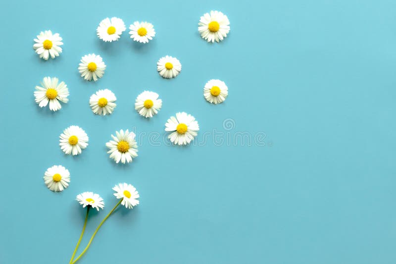 Daisies on a Plain Background with Space for Writing, Background ...