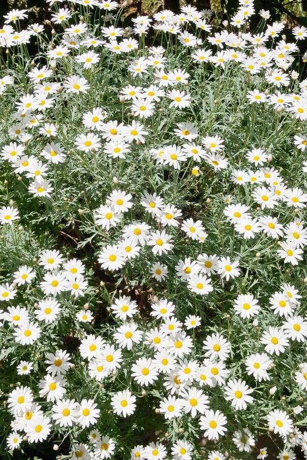 Daisies stock image. Image of gardening, perennial, daisy - 39974115