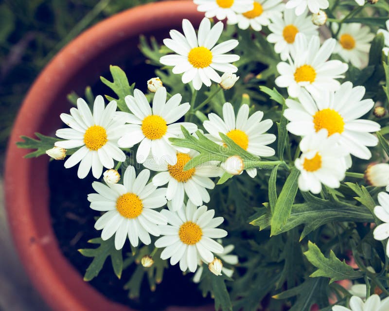 Daisies in a Pot Viewed from Above Stock Image - Image of group, pretty ...