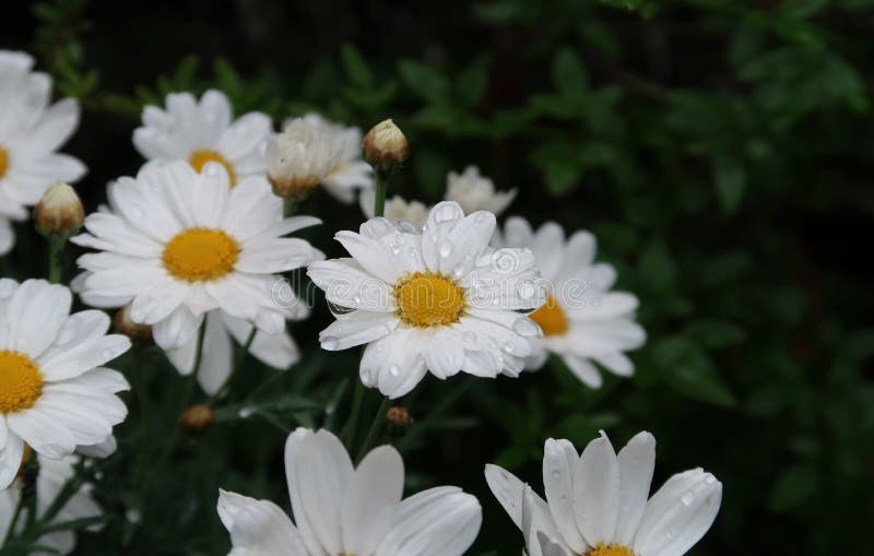 Daisies with rain drops stock image. Image of beautiful - 186589017