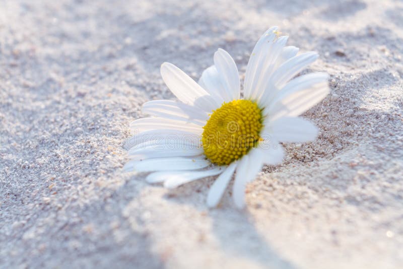 Daisies in Sand stock photo. Image of floral, natural - 55081260
