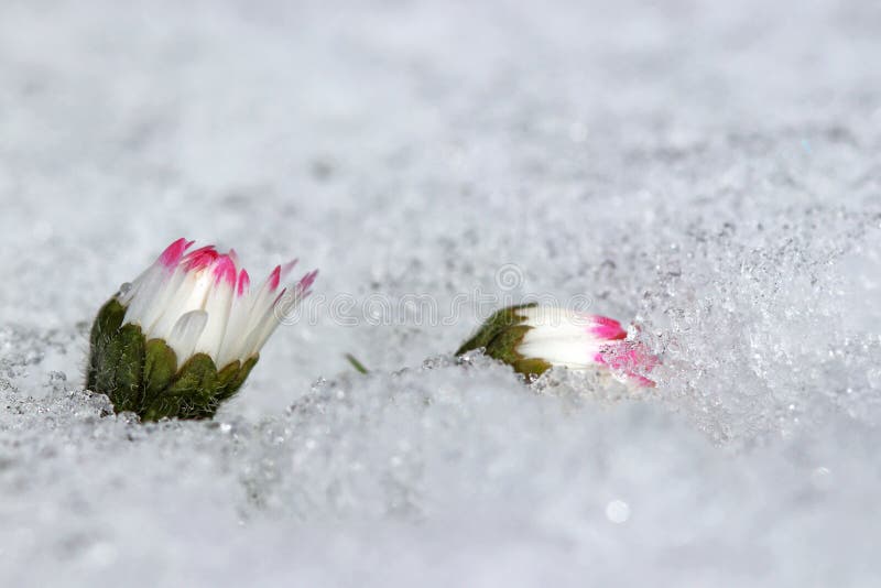 Daisies in the Snow. Snowfall in Spring Stock Image - Image of grass ...