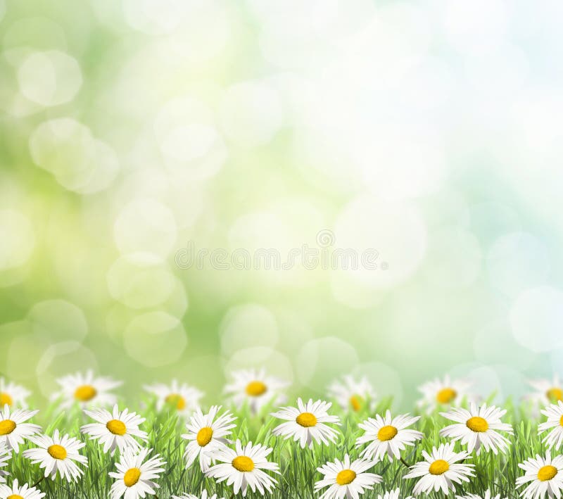 Spring Meadow with Daisies stock photo. Image of environment - 30227850
