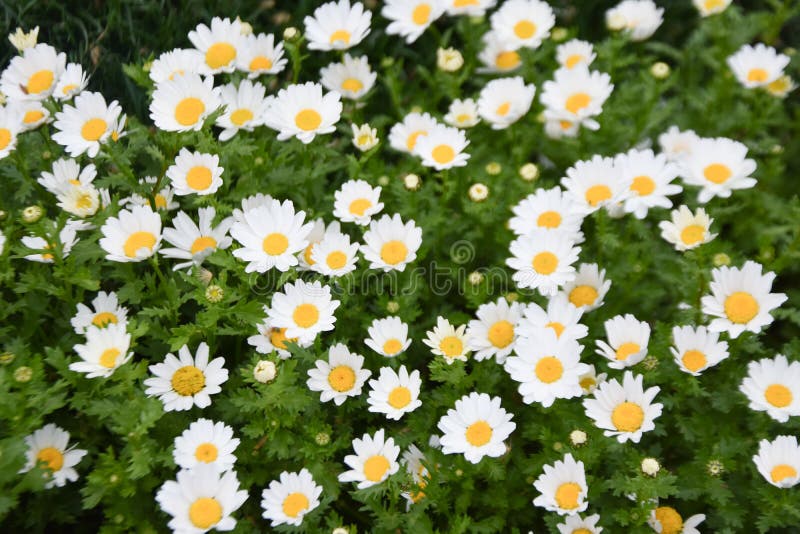 Daisies, spring background stock image. Image of flowers - 143763073