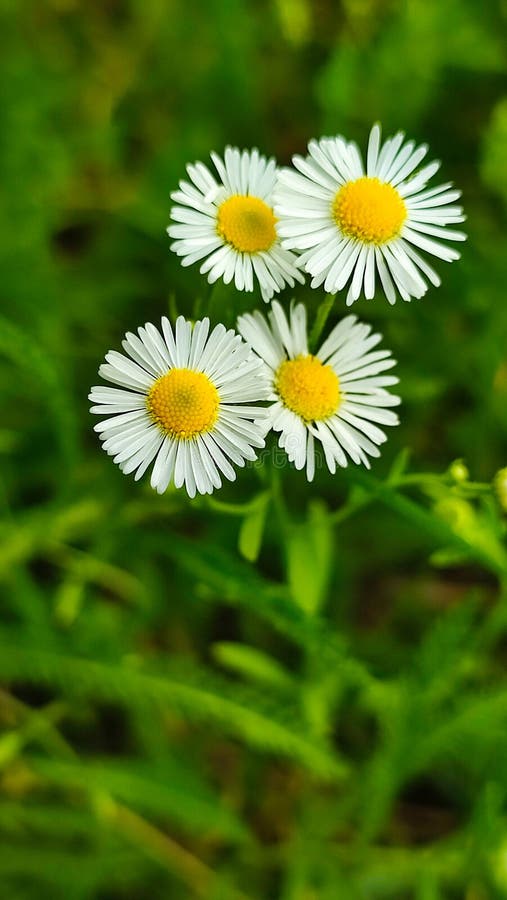 Daisies in Spring. Chamomile. Close-up of White Daisy Flower Stock ...