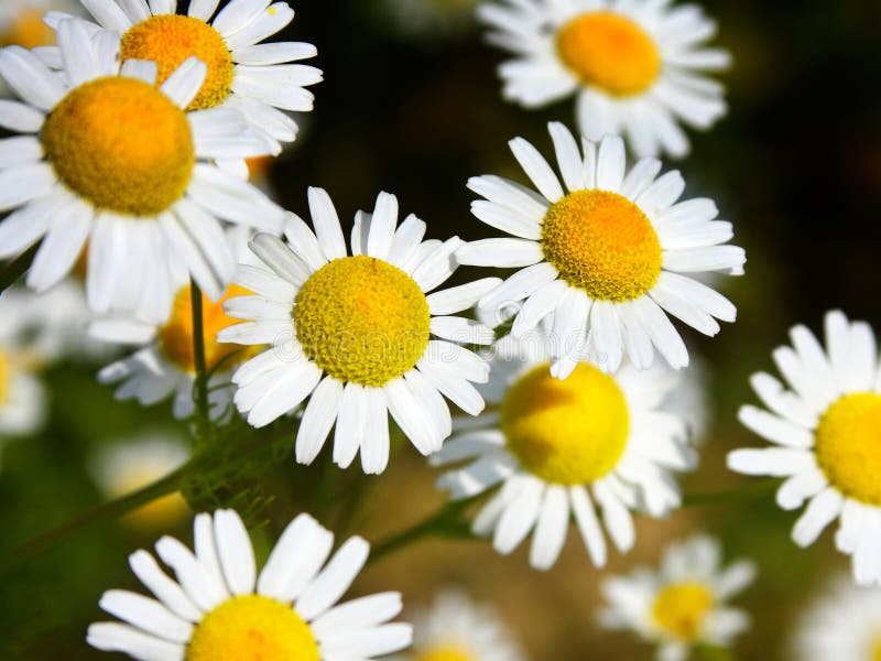 Floating daisies stock photo. Image of blossom, detail - 749740