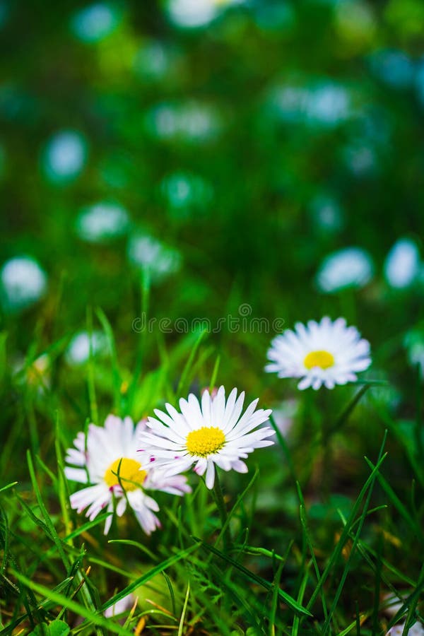 Daisies, spring flowers stock image. Image of beautiful - 179338553