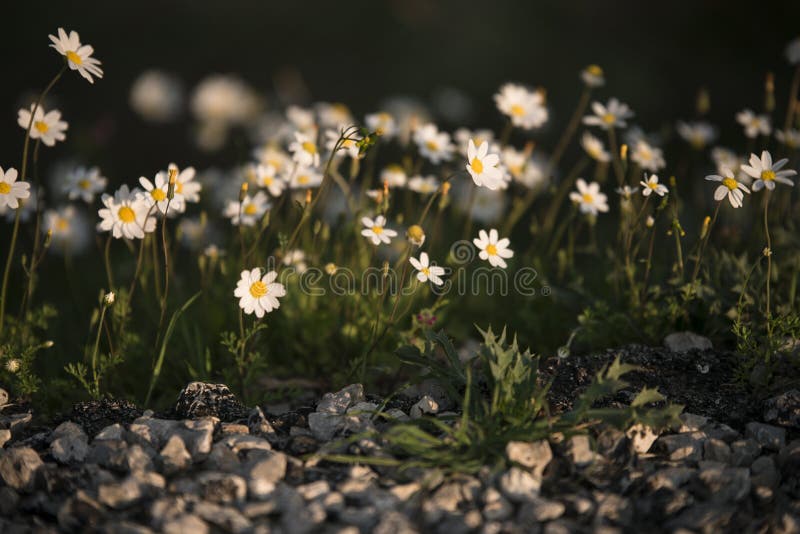 Daisies in spring stock image. Image of freshness, bloom - 89852035