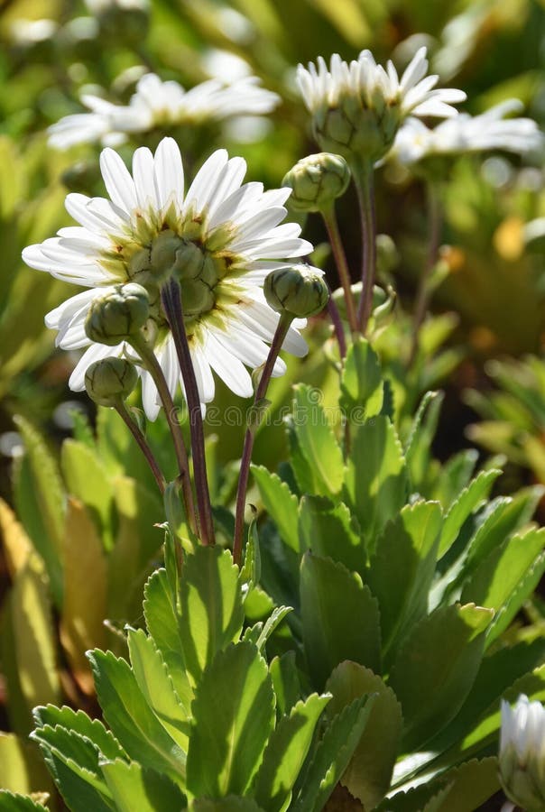 Daisies in the sun stock photo. Image of grass, outdoors - 160109662
