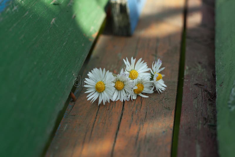 Daisies on a sunny bench stock image. Image of spring - 143533707