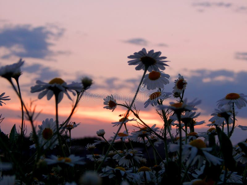 Daisies at sunset stock image. Image of daisies, petals - 191915385