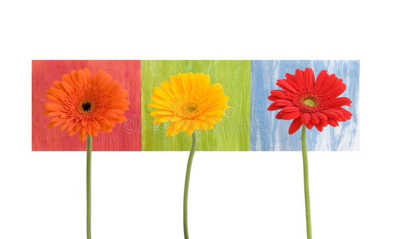 Daisies - Three - on Colored Squares Stock Photo - Image of colourful ...