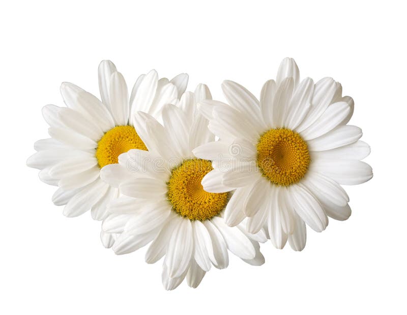 Daisies - Three - on Colored Squares Stock Photo - Image of colourful ...