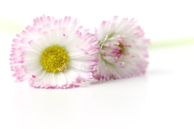 Daisies stock photo. Image of blossom, flora, blooming - 31327686