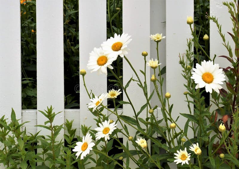 4,806 White Picket Fence Background Stock Photos - Free & Royalty-Free ...