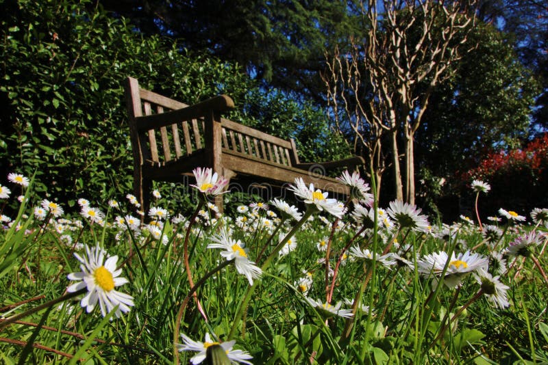 Daisies and wooden bench stock image. Image of detail - 89909045
