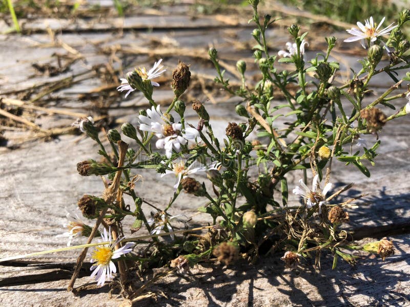 Daisies and the Wooden Path Stock Image - Image of leaves, asphalt ...