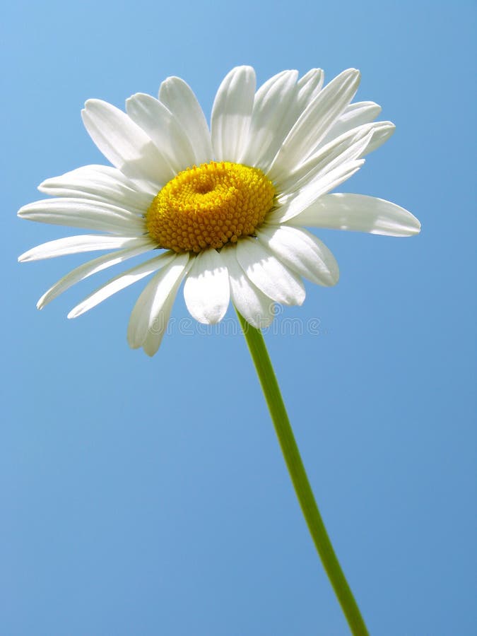 Single daisy stock image. Image of garden, blue, summer - 11048809