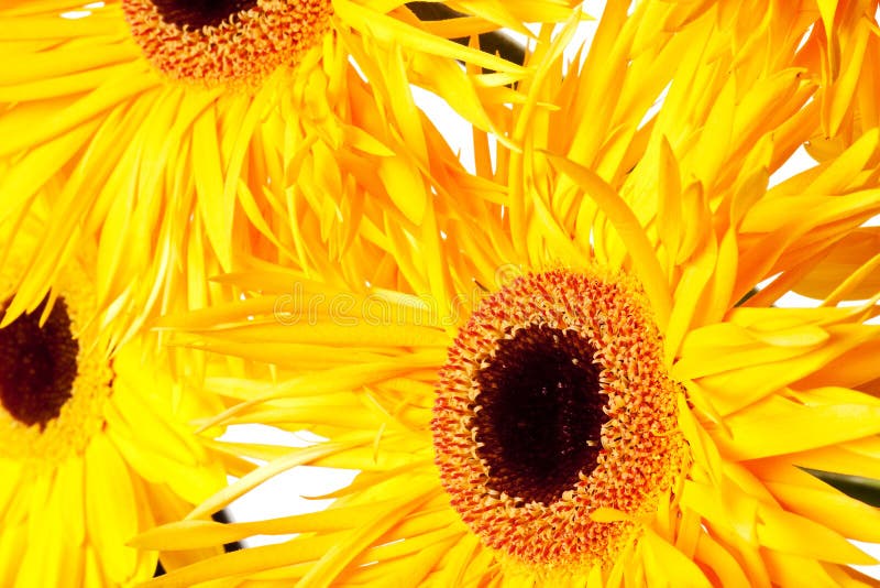 editorial image. Image of nature, yellow, flower, flames - 106774095