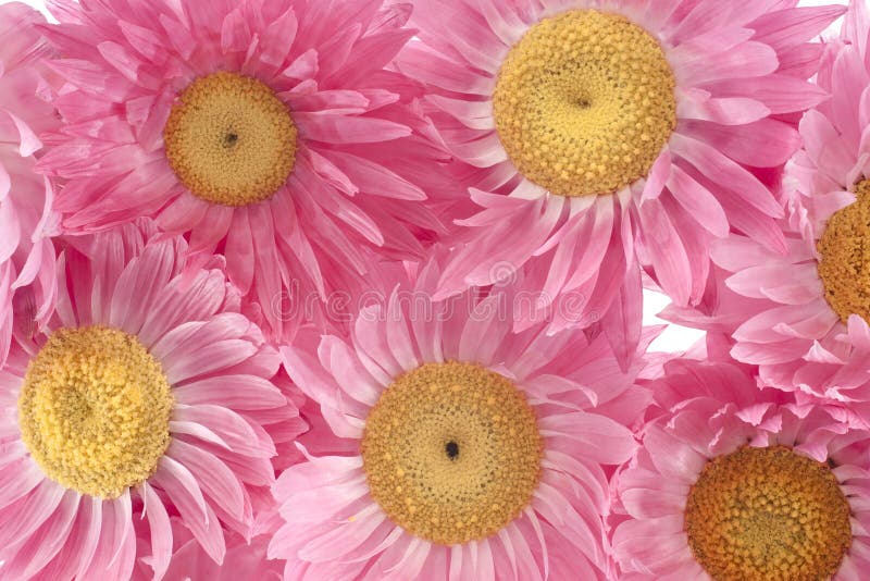 Daisy stock photo. Image of shot, daisy, floral, horizontal - 15417156