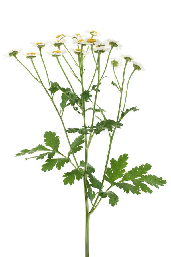 Daisy stock photo. Image of head, oxeye, deep, plant - 24348882