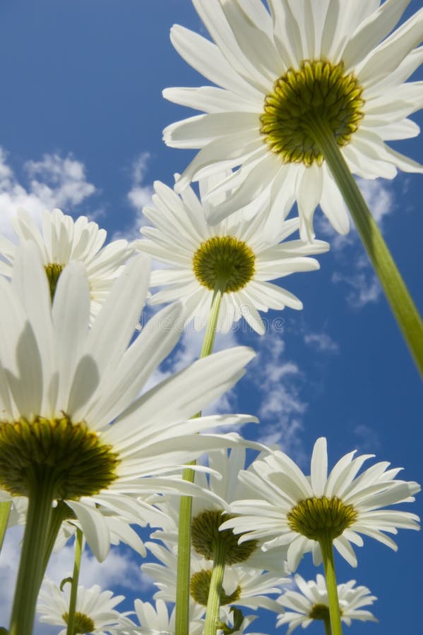 Daisy stock image. Image of garden, petal, heyday, bloom - 134557