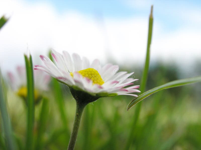 Daisy stock image. Image of botanical, summer, botanic - 176119