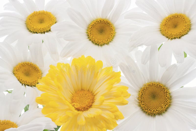 Daisy stock photo. Image of head, oxeye, deep, plant - 24348882