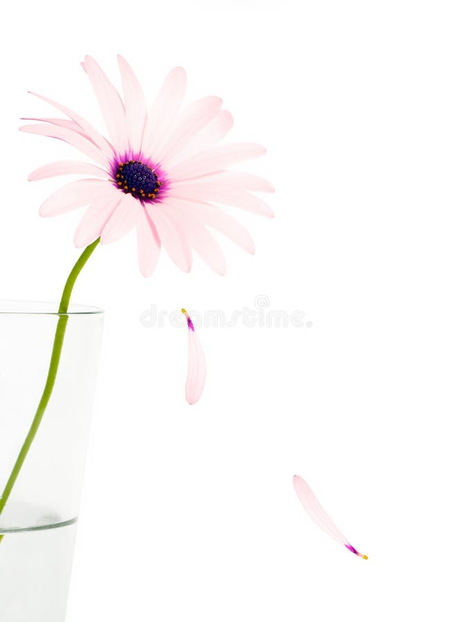 Daisy with falling petals stock image. Image of falling - 4160653