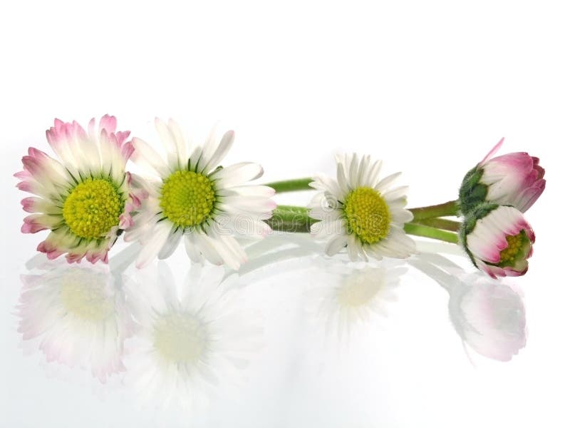 Daisy stock photo. Image of abstract, daisys, macro, color - 2271748