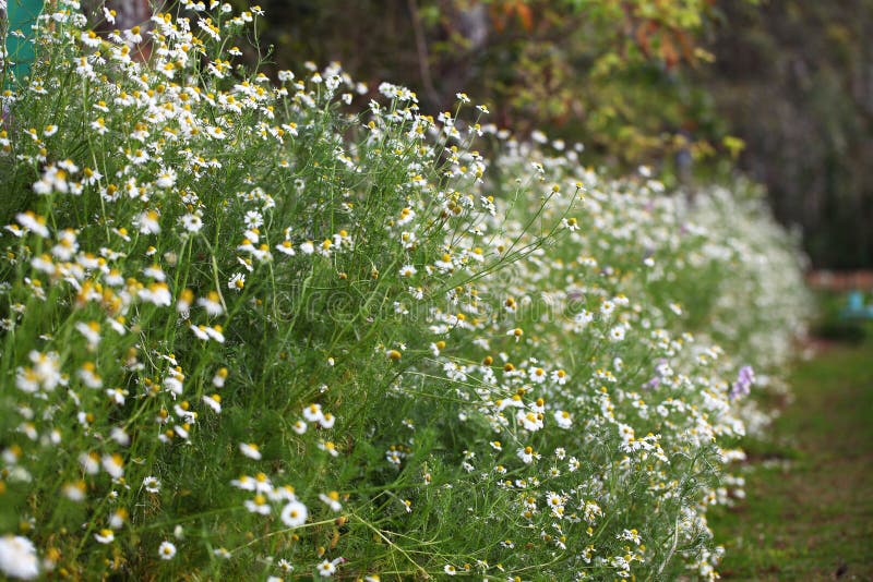 Daisy stock photo. Image of land, plain, plant, flower - 23315820
