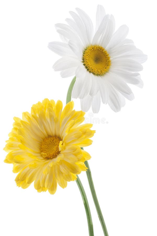 Daisy stock photo. Image of head, oxeye, deep, plant - 24348882