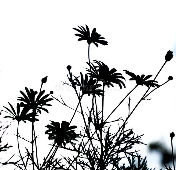 Daisy Structure Stock Illustrations – 3,114 Daisy Structure Stock ...