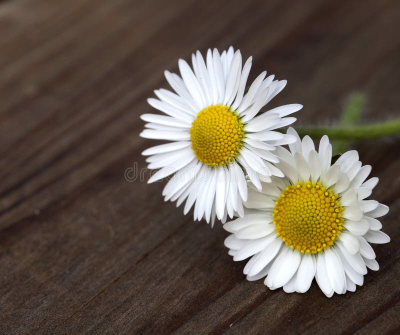 Daisy stock image. Image of passion, beauty, wellness - 25145823