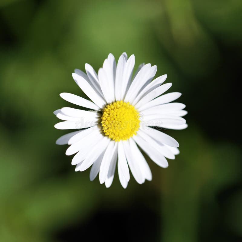 Daisy stock image. Image of botanical, summer, botanic - 176119