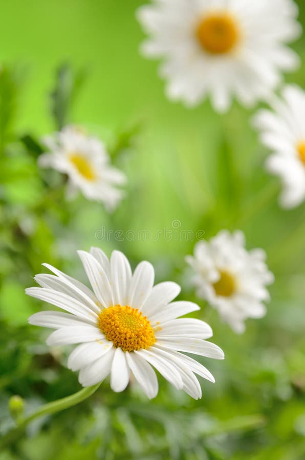 Daisy stock image. Image of herb, outdoor, green, daisies - 25358099
