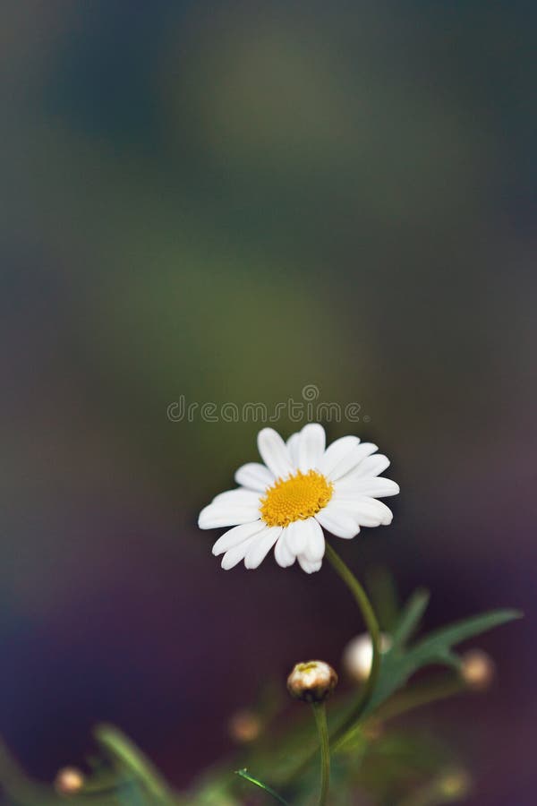 Daisy stock photo. Image of alone, green, fresh, beauty - 25591564