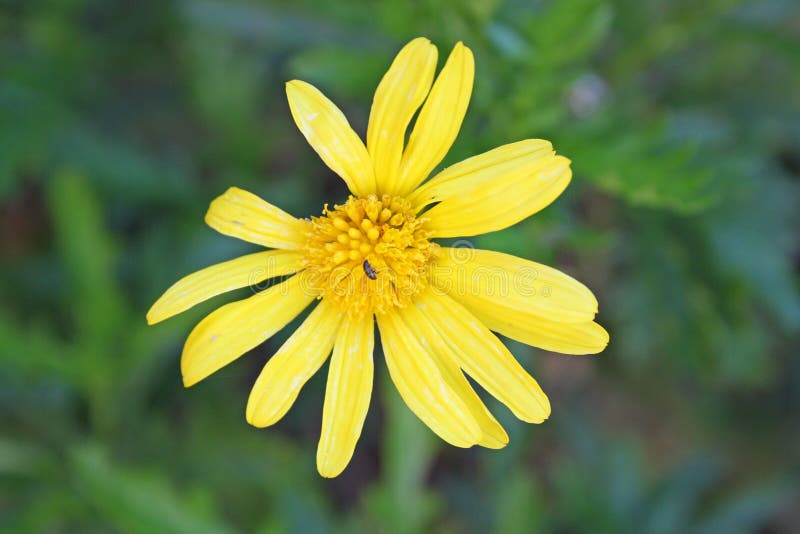 Daisy stock photo. Image of bloom, beauty, beginning - 25907326