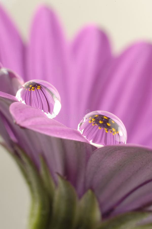 Daisy stock image. Image of flower, spring, floral, pretty - 3068153
