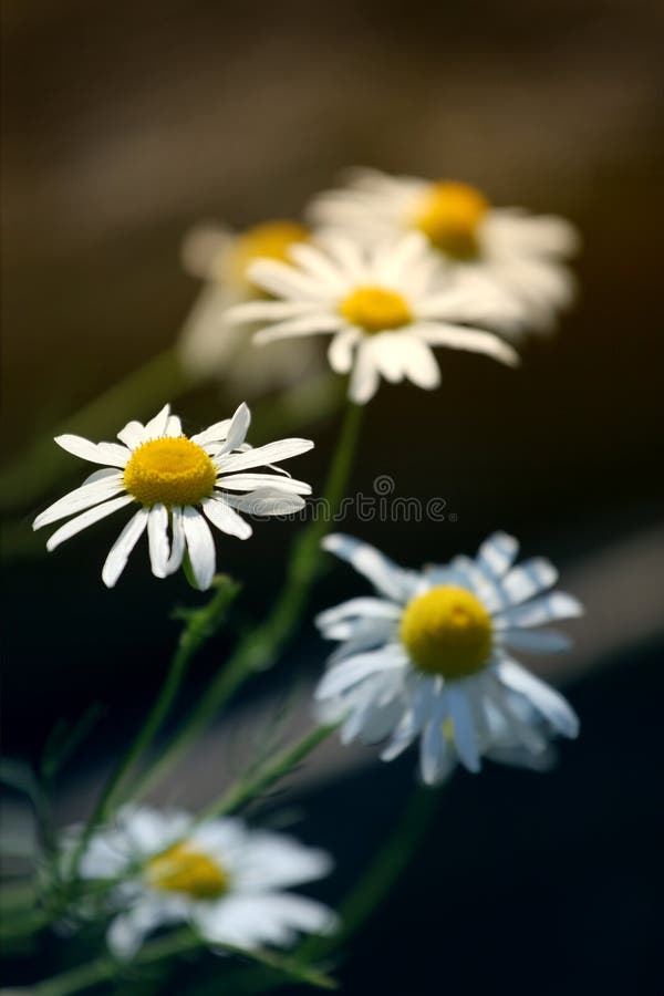 506 Daisy Zoom Stock Photos - Free & Royalty-Free Stock Photos from ...