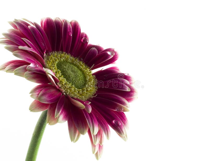 504 White Long Stem Daisy Stock Photos - Free & Royalty-Free Stock ...